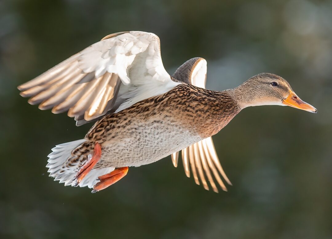 Жителей Карелии призвали поддержать городских уток | karelia.news